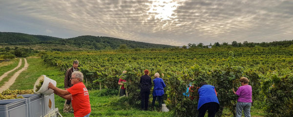 Rariga, Veltínske zelené, 2018, 0,75 l | WineExpert